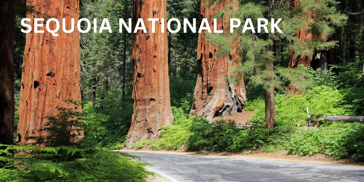 Sequoia Park Altitude: Guide & 5 Tips - Zaca